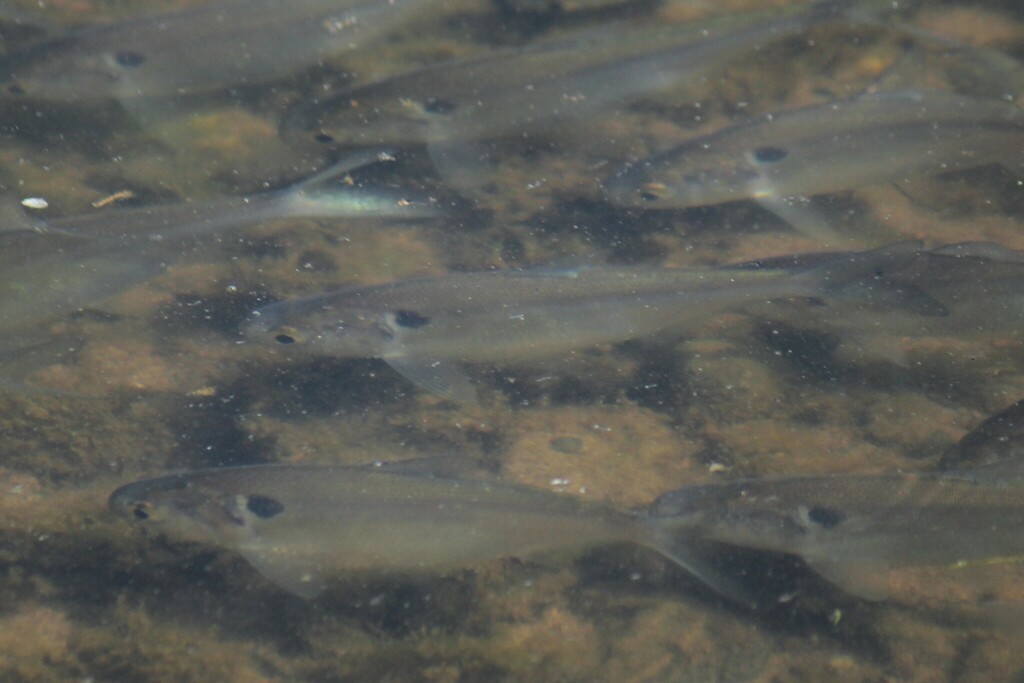 American Gizzard Shad from Washington County, MN, USA on August 30 ...