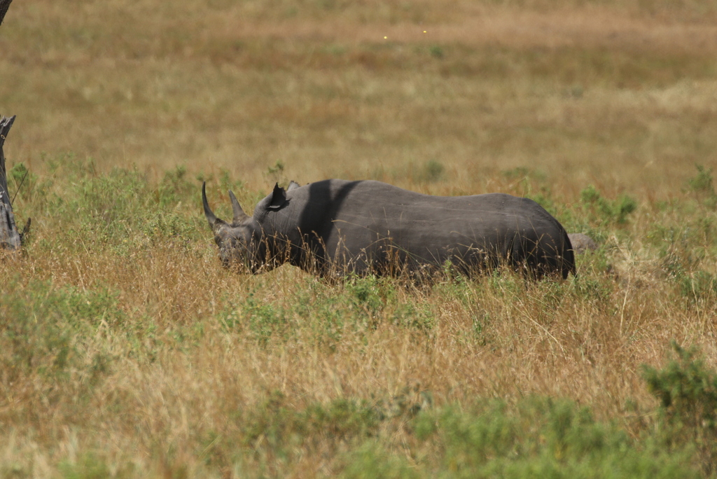 Eastern Black Rhinoceros in July 2023 by Henggang Cui · iNaturalist