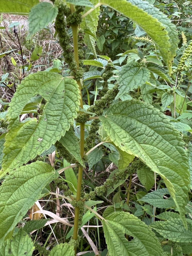 false nettle from Cabin John Regional Park, Bethesda, MD, US on August ...