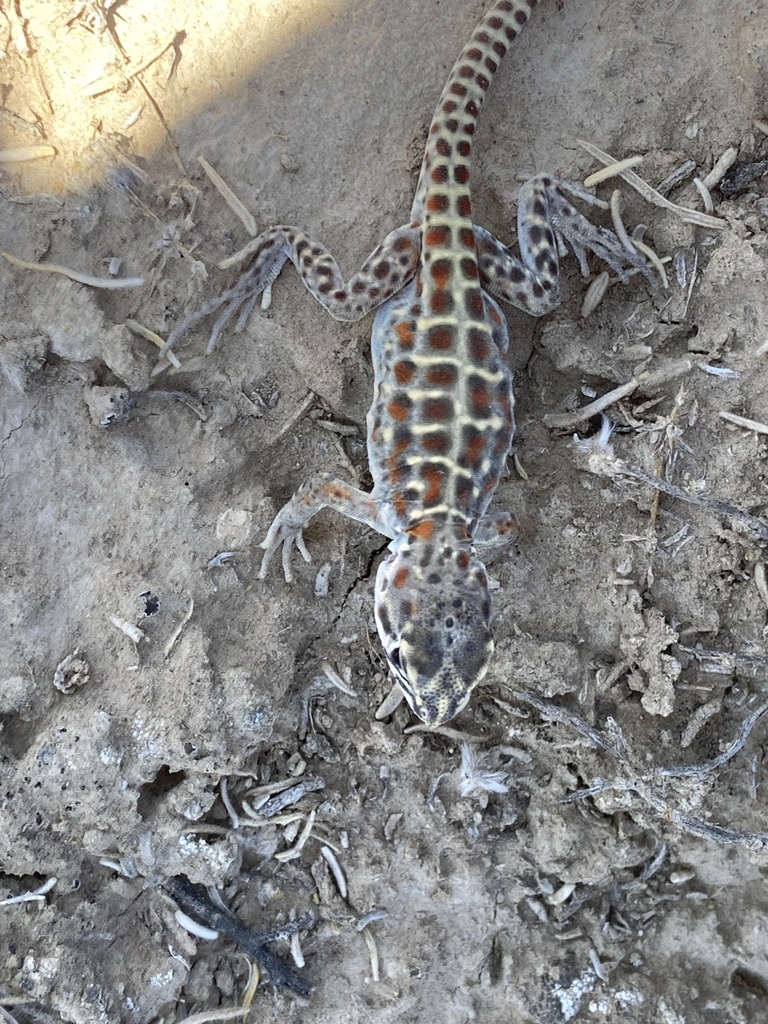 Long-nosed Leopard Lizard from Morley Nelson Snake River Birds of Prey ...