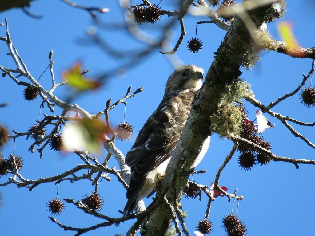 Broad-winged Hawk from Corquiín, Honduras on December 2, 2021 at 05:57 ...