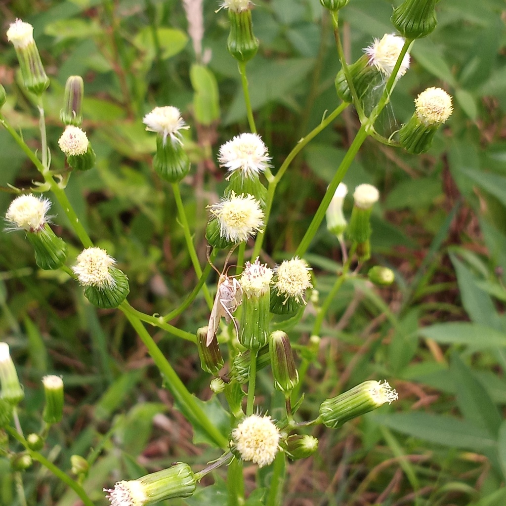 American burnweed from Caroline County, MD, USA on August 30, 2023 at ...