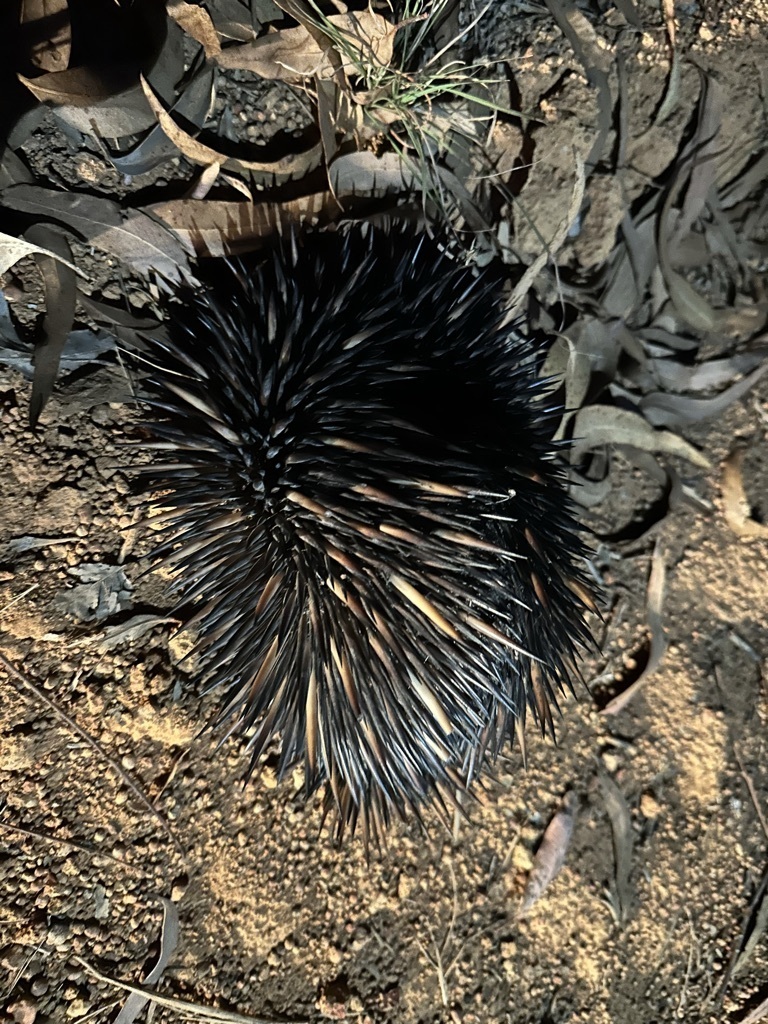 Short-beaked Echidna from East Arnhem NT 0822, Australia on August 23 ...