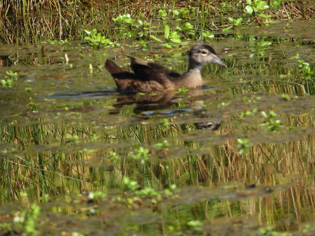 Wood Duck from Cascade, Anderson, CA, USA on August 26, 2023 at 10:04 ...