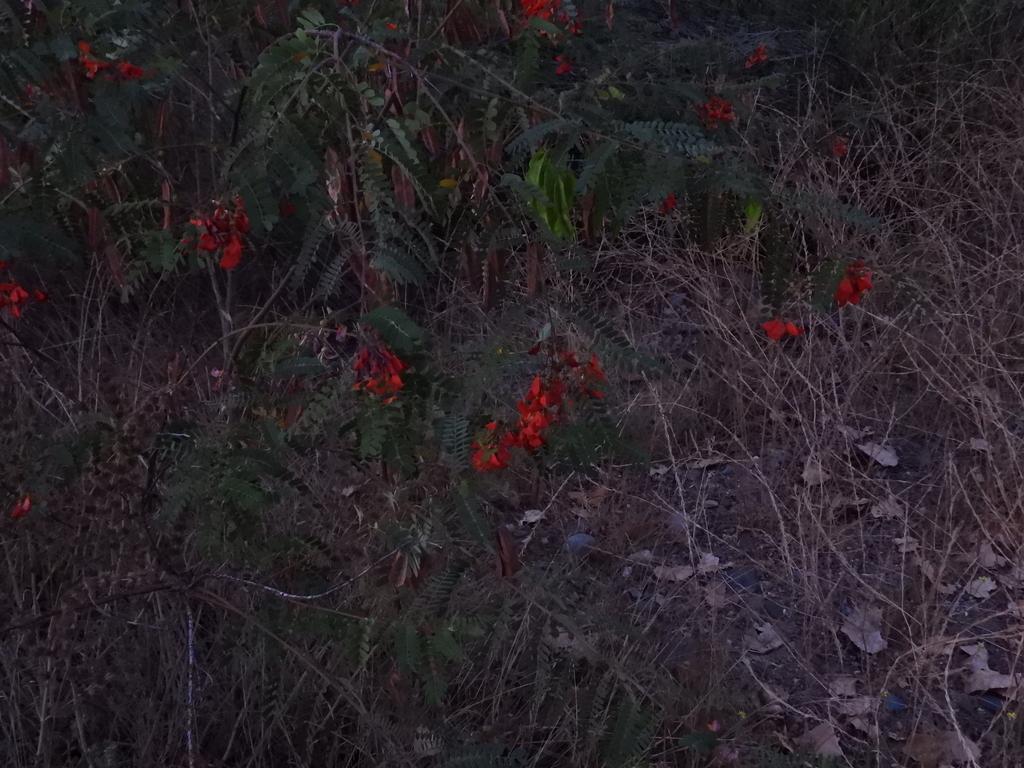 Scarlet Sesbane from Cascade, Anderson, CA, USA on August 26, 2023 at ...