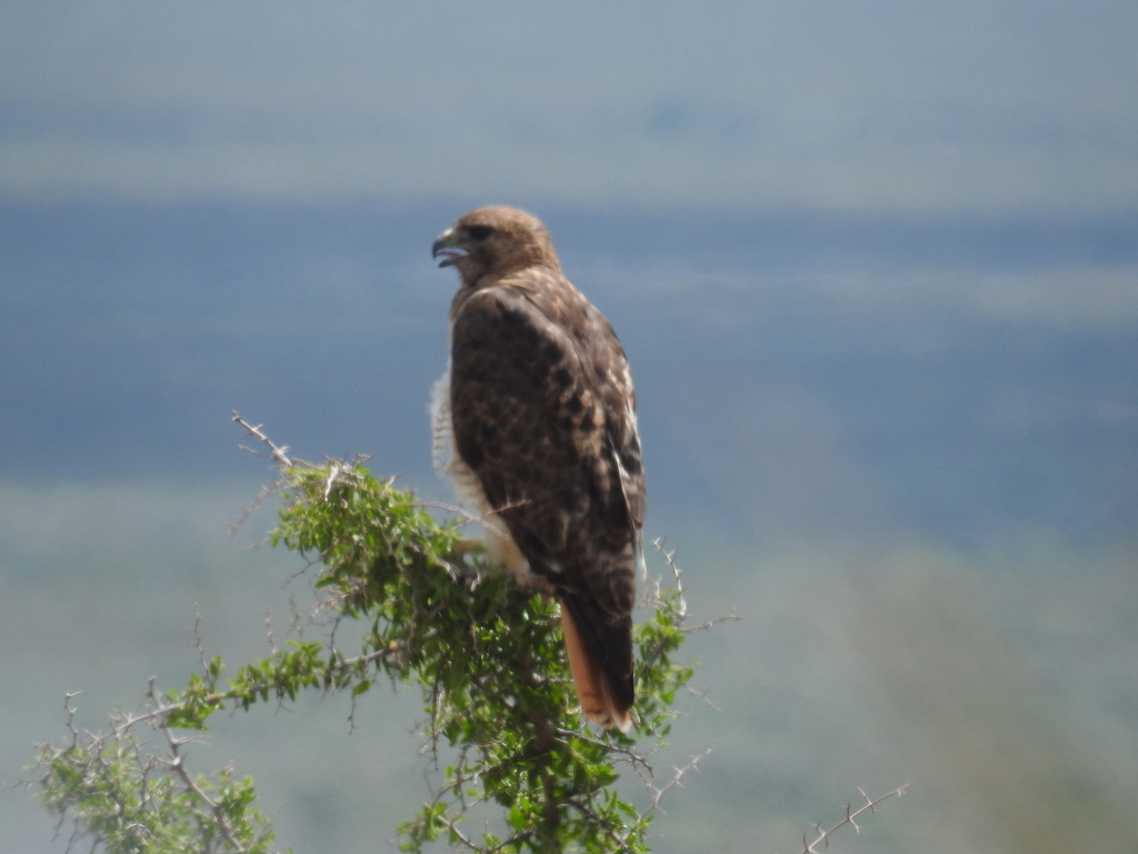 Red-tailed Hawk from Ocampo, Coah., México on July 6, 2023 at 03:08 PM ...