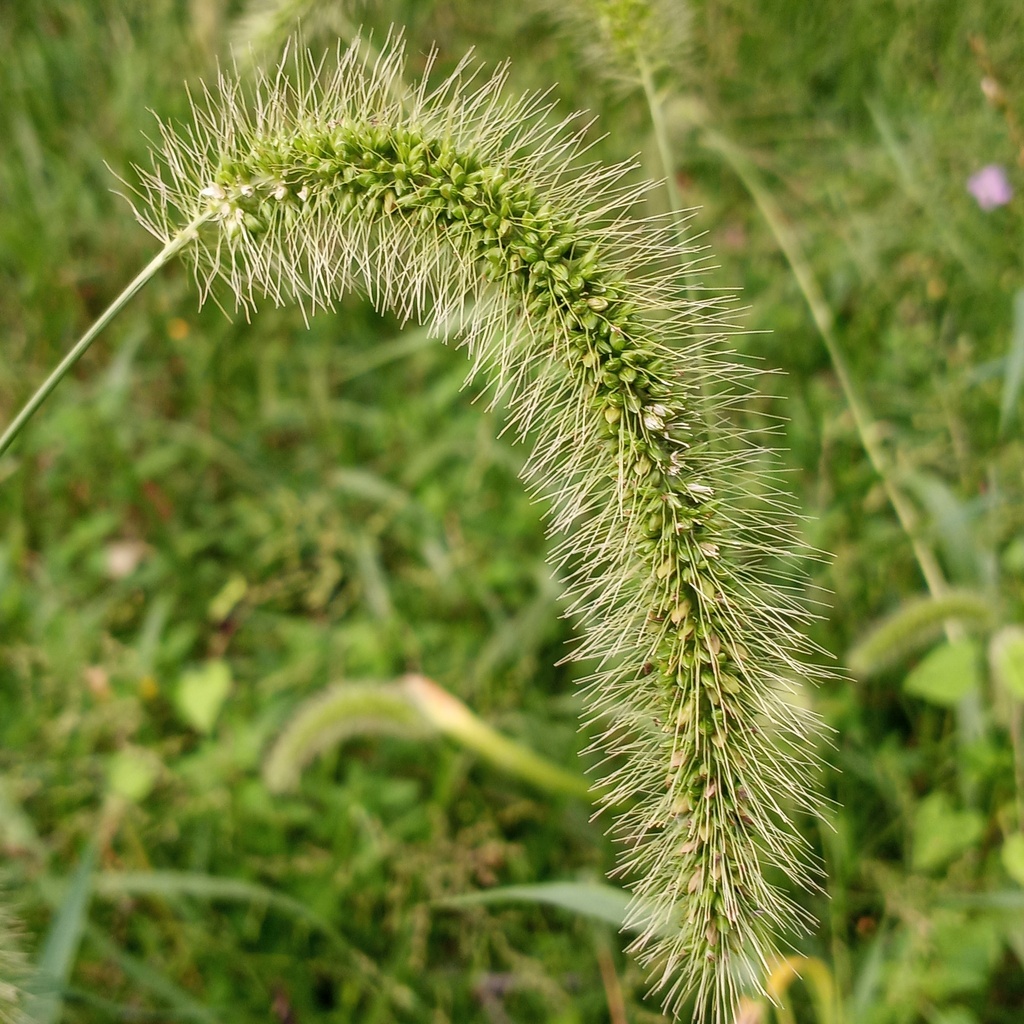 giant foxtail from Caroline County, MD, USA on August 30, 2023 at 05:40 ...