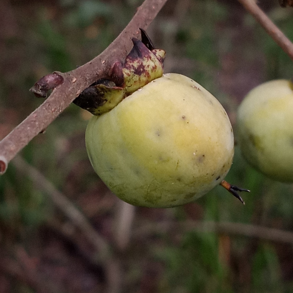 American persimmon from Bethlehem, MD 21655, USA on August 30, 2023 at ...