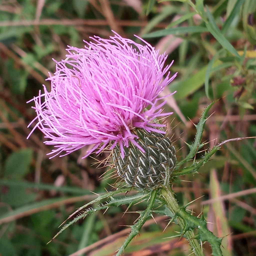 field thistle from Bethlehem, MD 21655, USA on August 30, 2023 at 06:31 ...