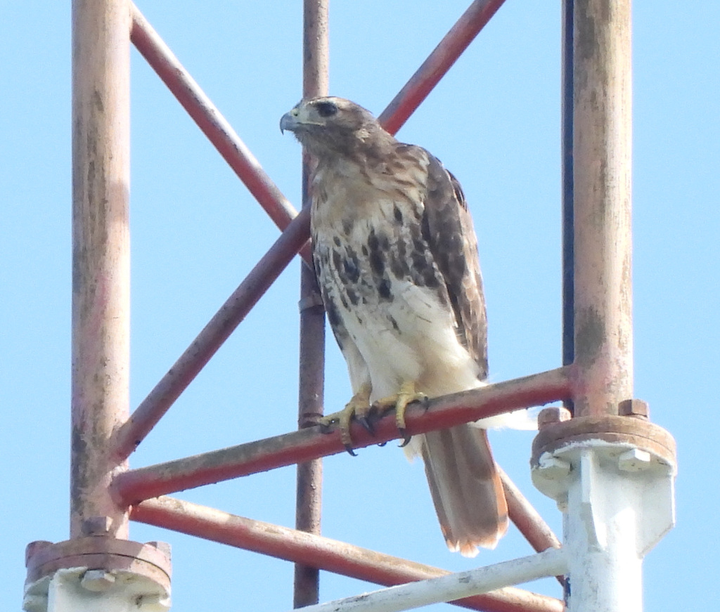 Eastern Red-tailed Hawk from Silver Spring, MD, USA on August 30, 2023 ...
