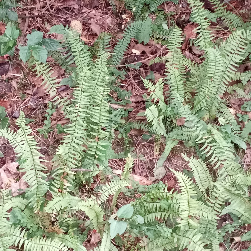 ebony spleenwort from Caroline County, MD, USA on August 30, 2023 at 06 ...