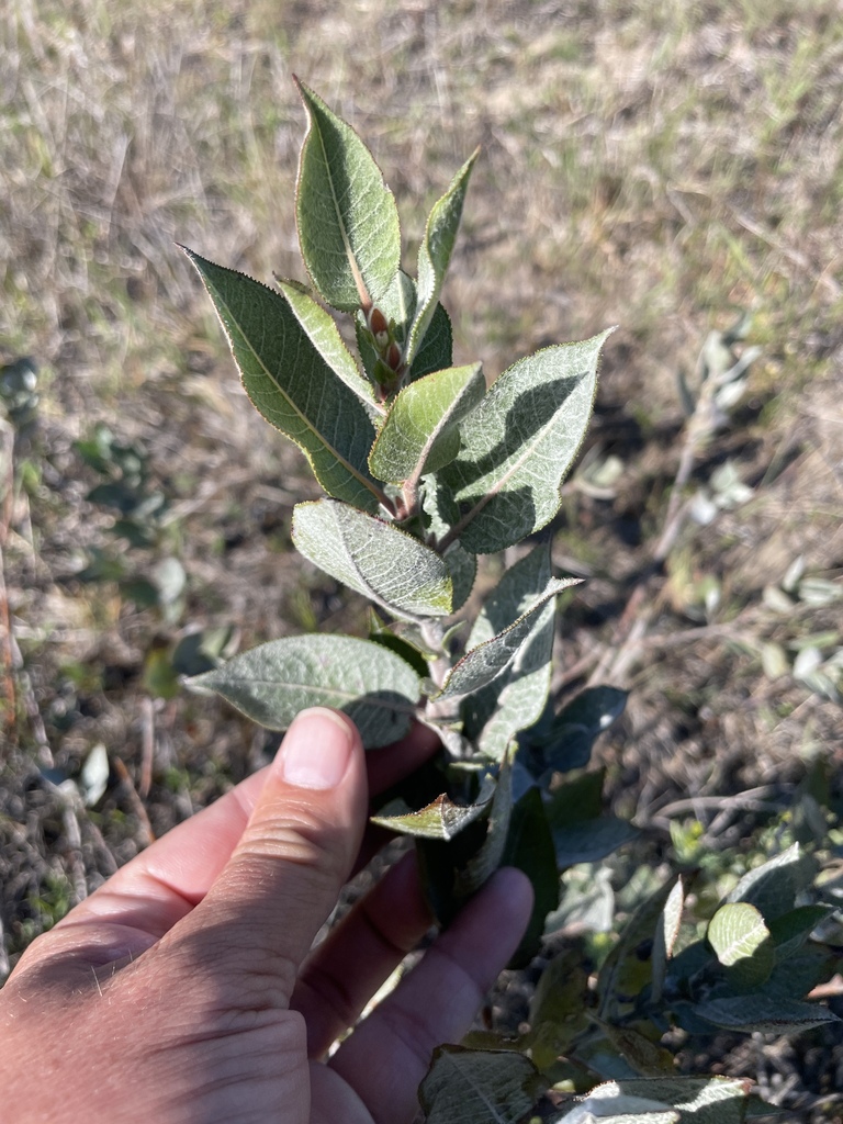 sand dune willow in August 2023 by Paul Marcum · iNaturalist