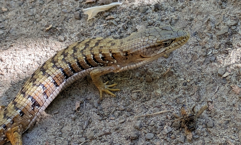 San Diego Alligator Lizard from Santa Barbara Botanic Garden on August ...