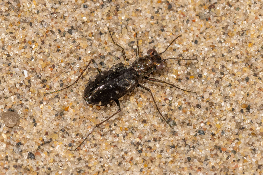 Punctured Tiger Beetle from Bayside, WI 53217, USA on August 29, 2023 ...