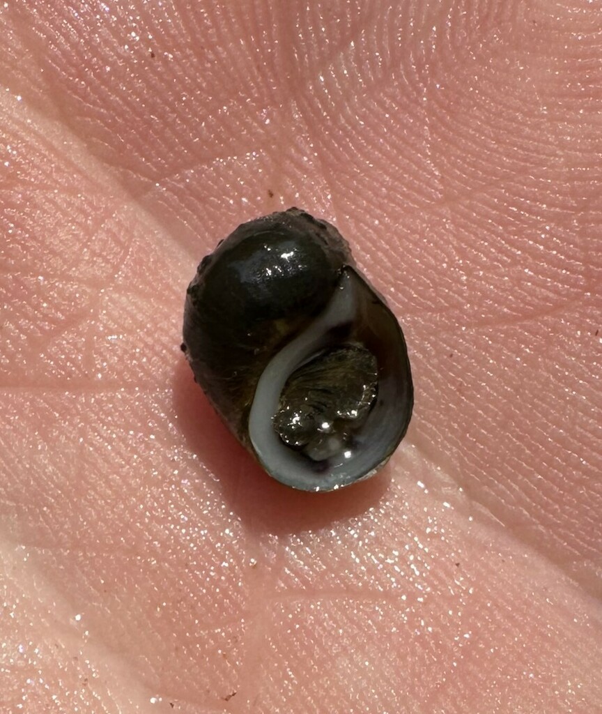Round Rocksnail in June 2023 by Jeff Garner · iNaturalist