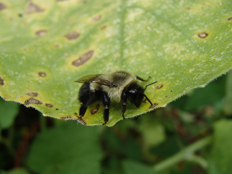 Common Eastern Bumble Bee from St Albans, WV 25177, USA on August 30 ...