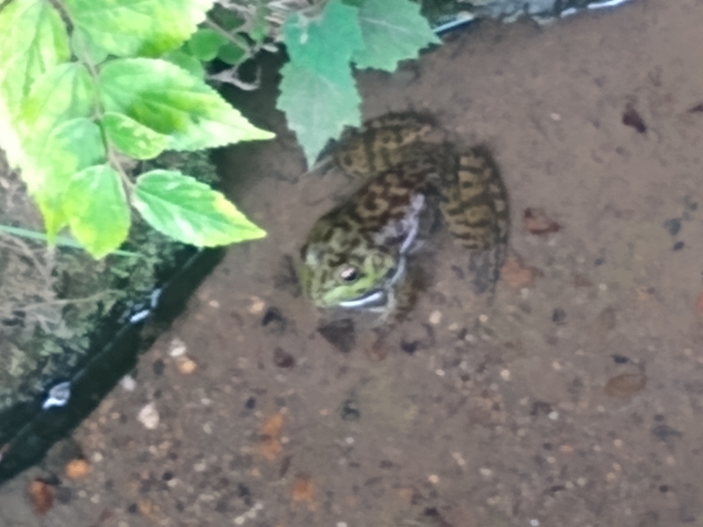 American Bullfrog from 64 Sagatenryūji Susukinobabachō, Ukyo Ward ...