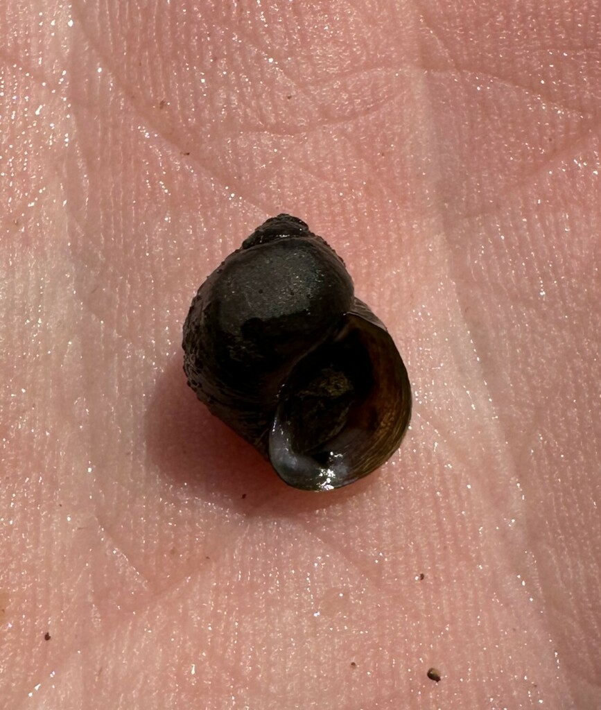Round Rocksnail in June 2023 by Jeff Garner · iNaturalist