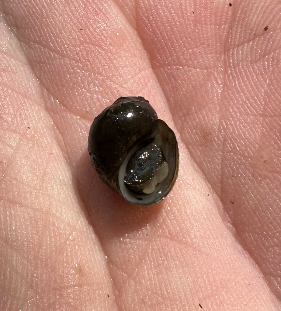 Round Rocksnail in June 2023 by Jeff Garner · iNaturalist