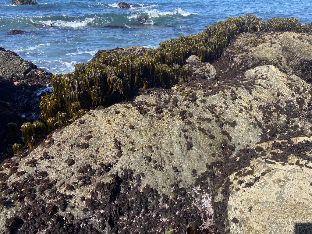 Sea Palm from North Pacific Ocean, CA, US on August 28, 2023 at 03:55 ...