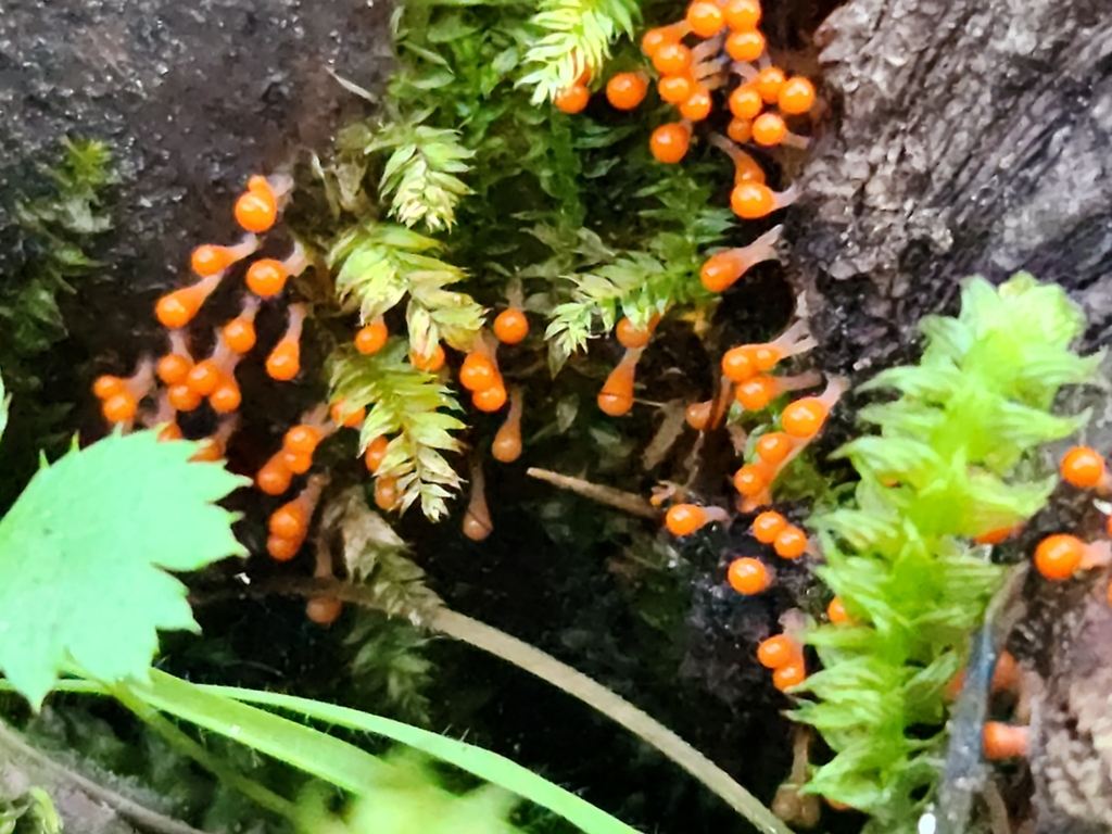 Hemitrichia in August 2023 by Ngail · iNaturalist