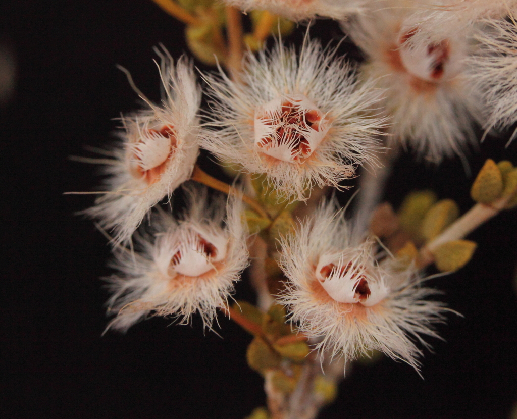 Verticordia inclusa from Lake Deborah WA 6484, Australia on October 12 ...