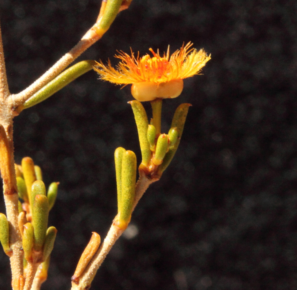 Featherflower from Lake Deborah WA 6484, Australia on October 13, 2019 ...