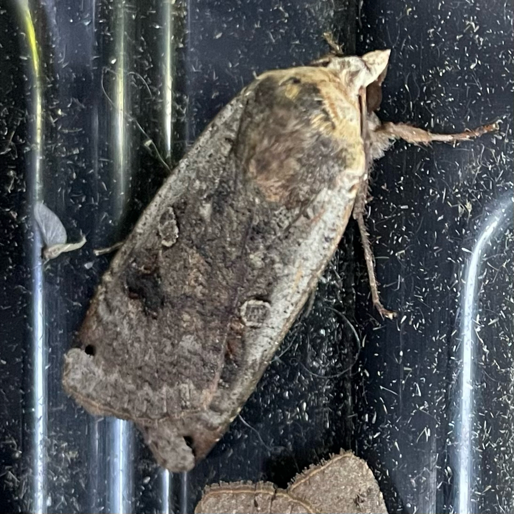 Large Yellow Underwing from Peterborough on August 28, 2023 at 09:51 AM ...