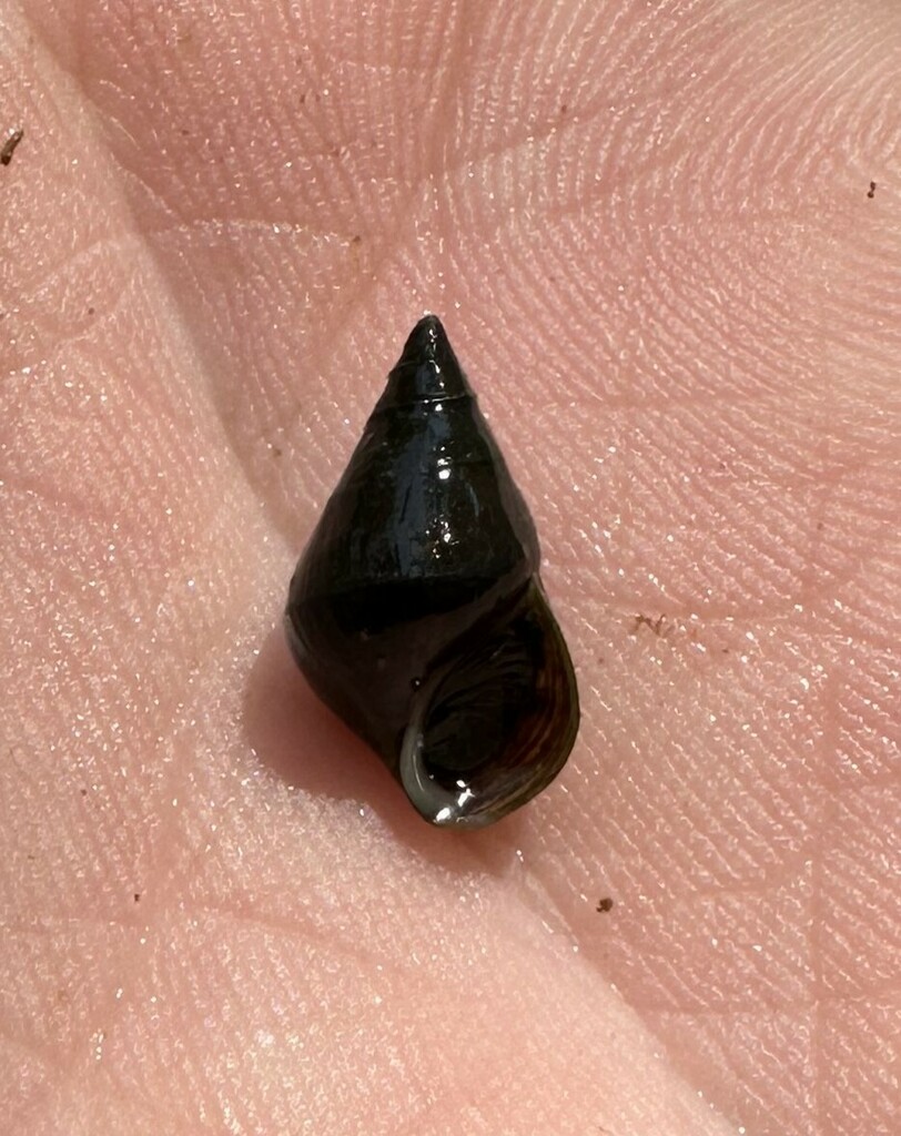 Squat Elimia in June 2023 by Jeff Garner · iNaturalist