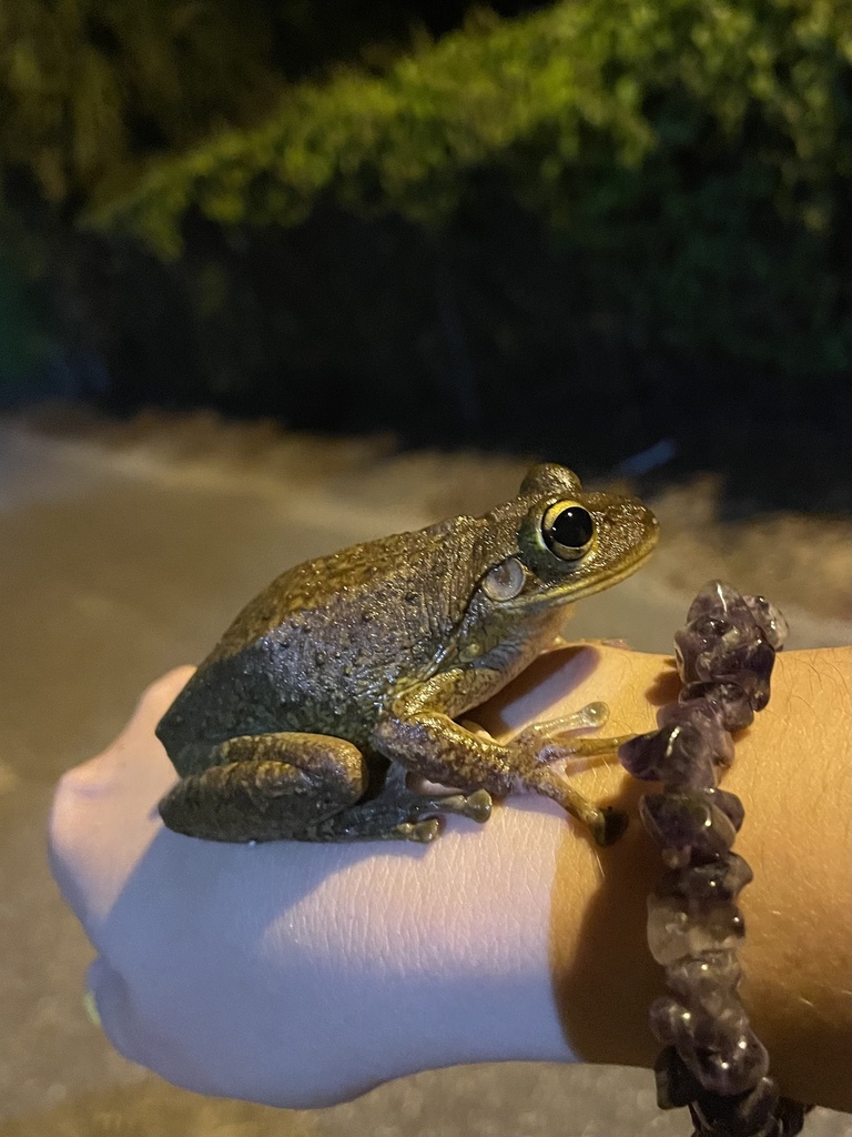 Cuban Tree Frog from Lake Hollingsworth Dr, Lakeland, FL, US on August ...