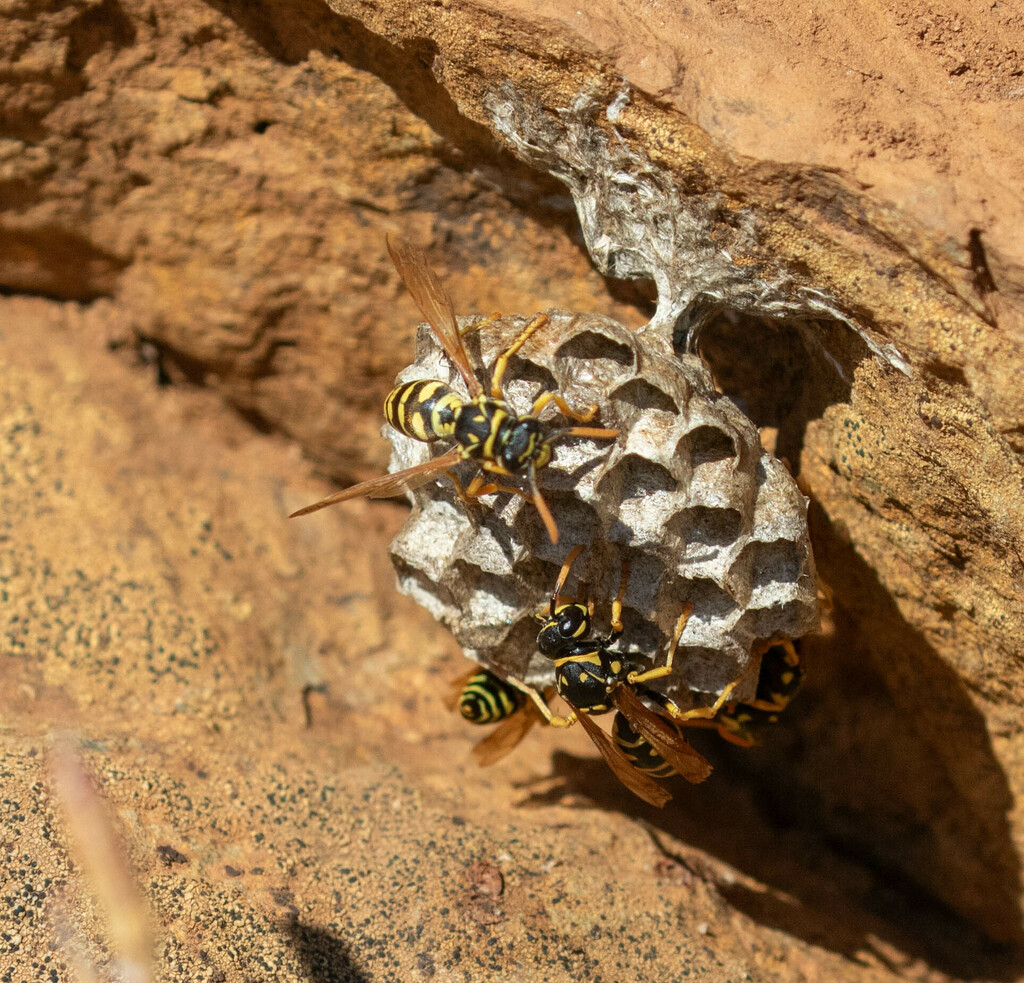 European Paper Wasp from Mount Diablo State Park, Burma Road, Contra ...