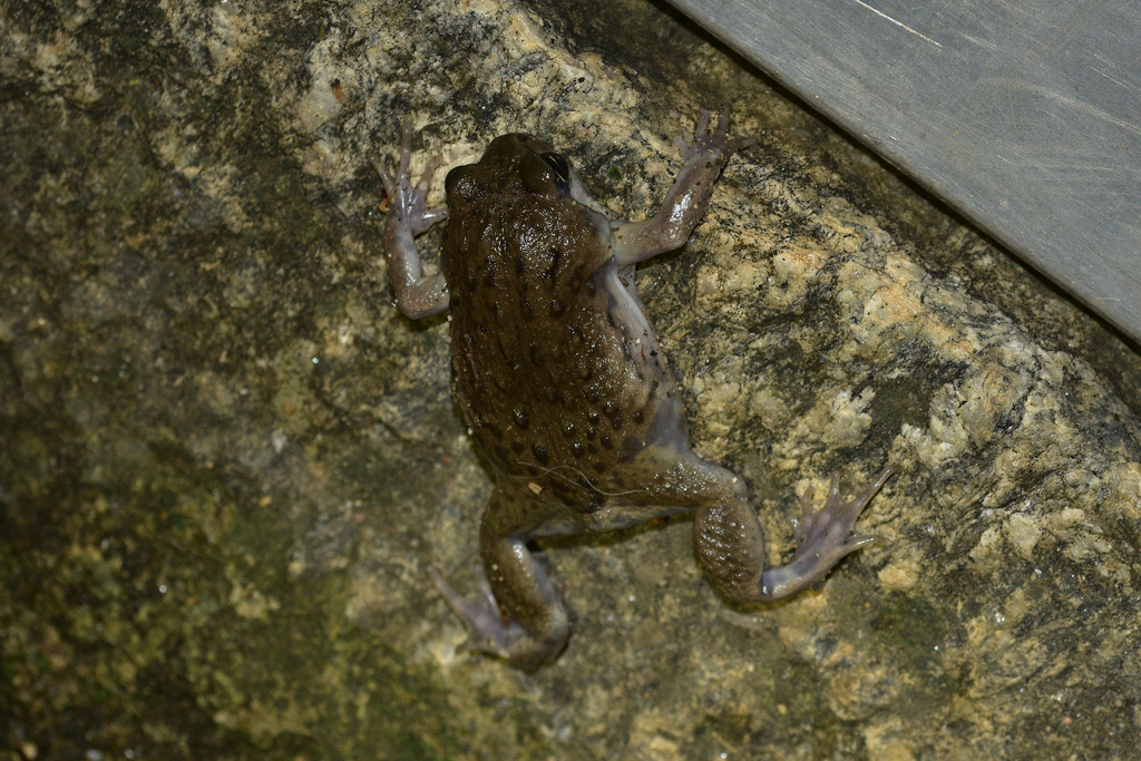Verrucous Digging Frog from 中国云南省大理白族自治州大理市 on July 31, 2023 at 11:01 ...