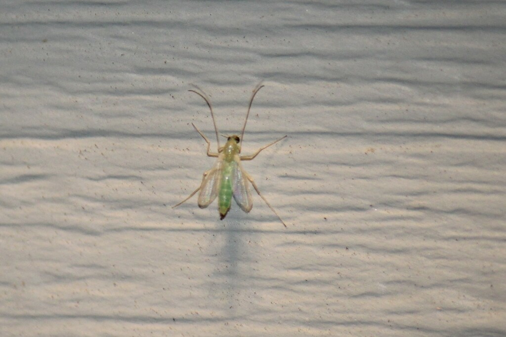 Axarus from Circle Pines, MN 55014, USA on August 30, 2023 at 12:19 AM ...