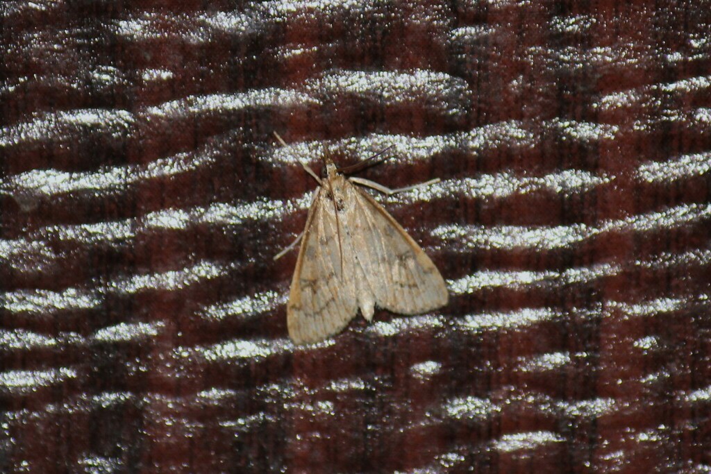 Celery Leaftier Moth from Circle Pines, MN 55014, USA on August 30 ...