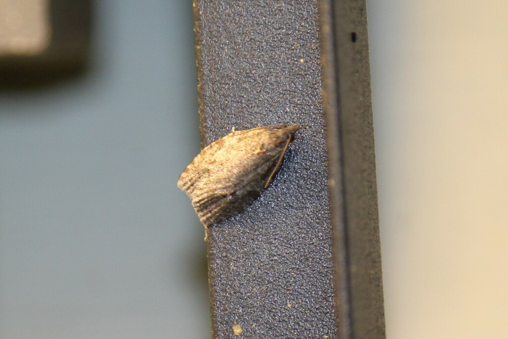Tufted Apple Bud Moth from Circle Pines, MN 55014, USA on August 30 ...