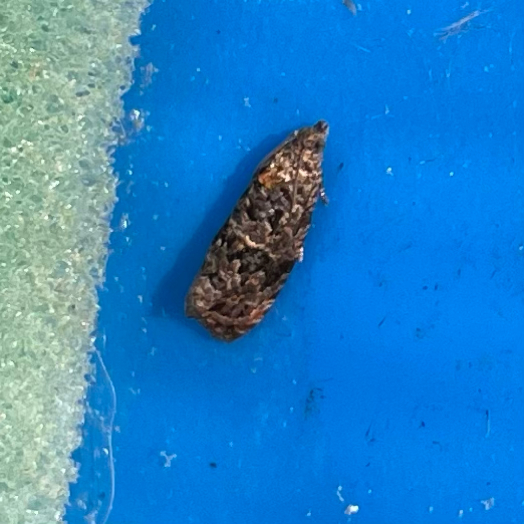 Verbena Bud Moth from Peterborough on August 28, 2023 at 09:42 AM by ...