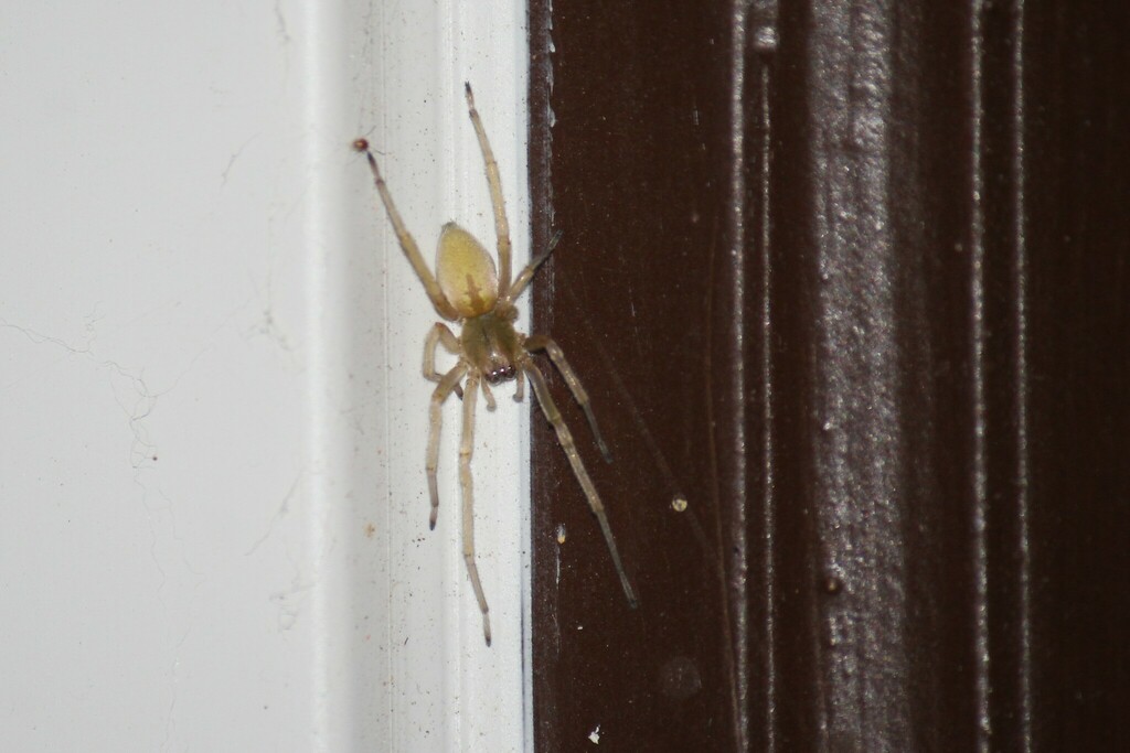 Northern Yellow Sac Spider from Circle Pines, MN 55014, USA on August ...