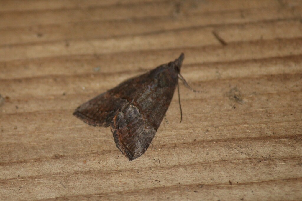 Green Cloverworm Moth from Circle Pines, MN 55014, USA on August 30 ...