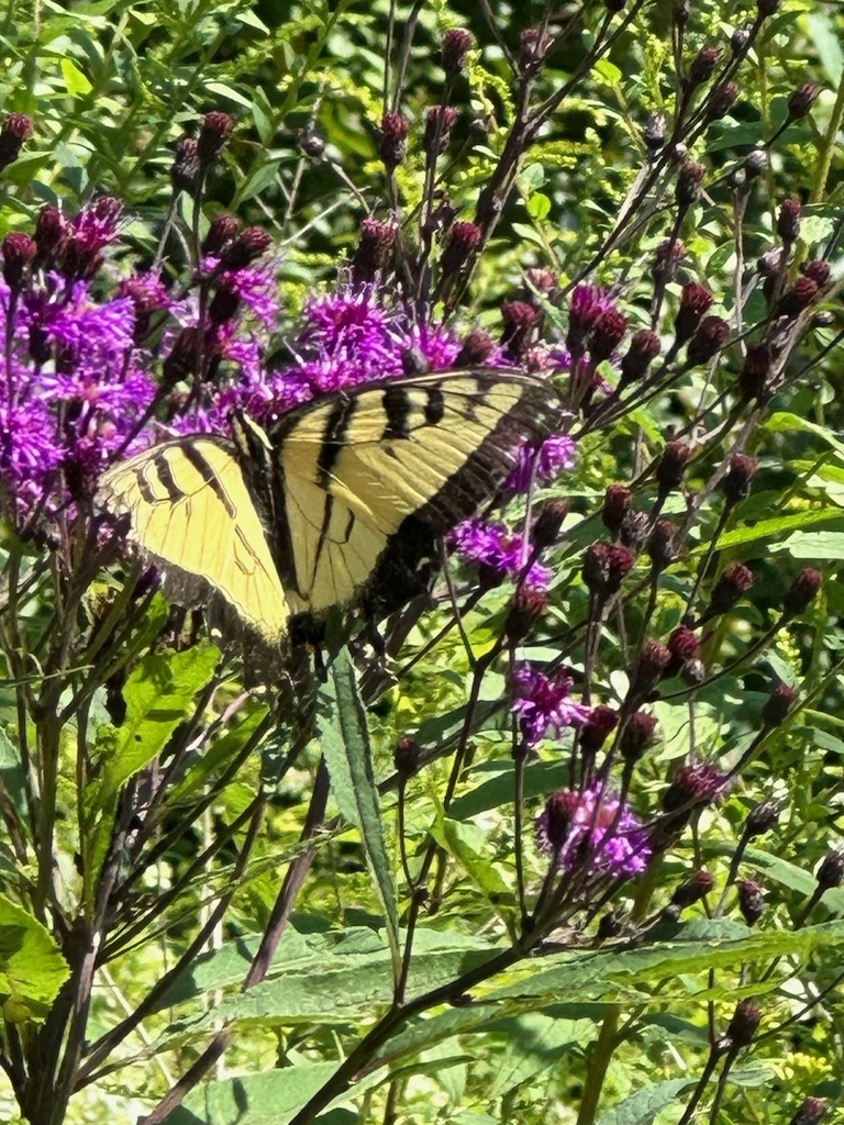 Eastern Tiger Swallowtail from New River Gorge National Park and ...