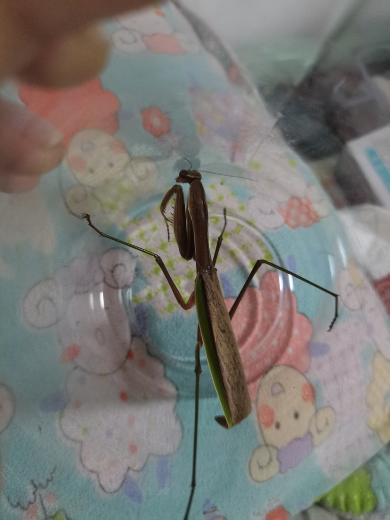 Chinese Mantis by 21生科钟菁哲 · iNaturalist