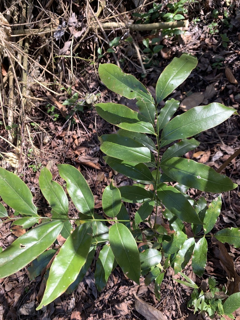 Blackbean from Dowle St, Bellingen, NSW, AU on August 30, 2023 at 11:34 ...