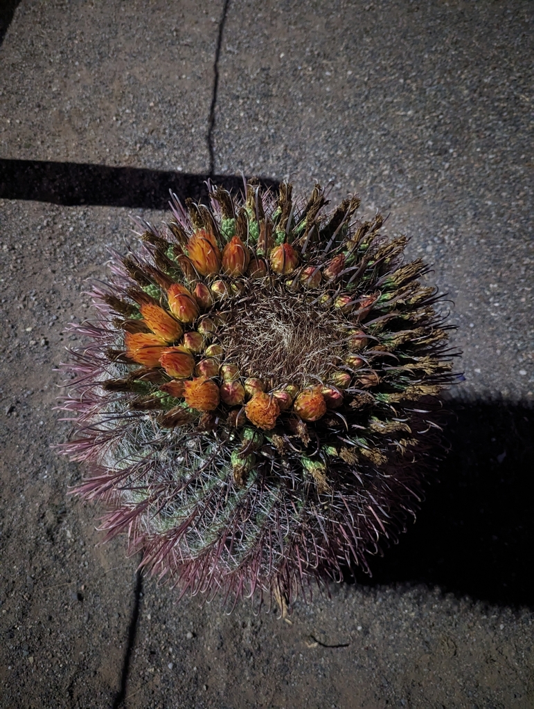 fishhook barrel cactus in August 2023 by Jeremiah Marsh · iNaturalist