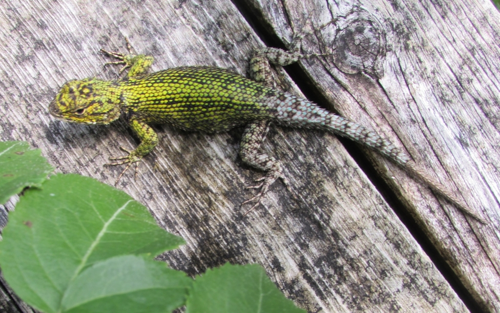 Guatemalan Emerald Spiny Lizard from Kaltic, 29299 San Cristóbal de las ...