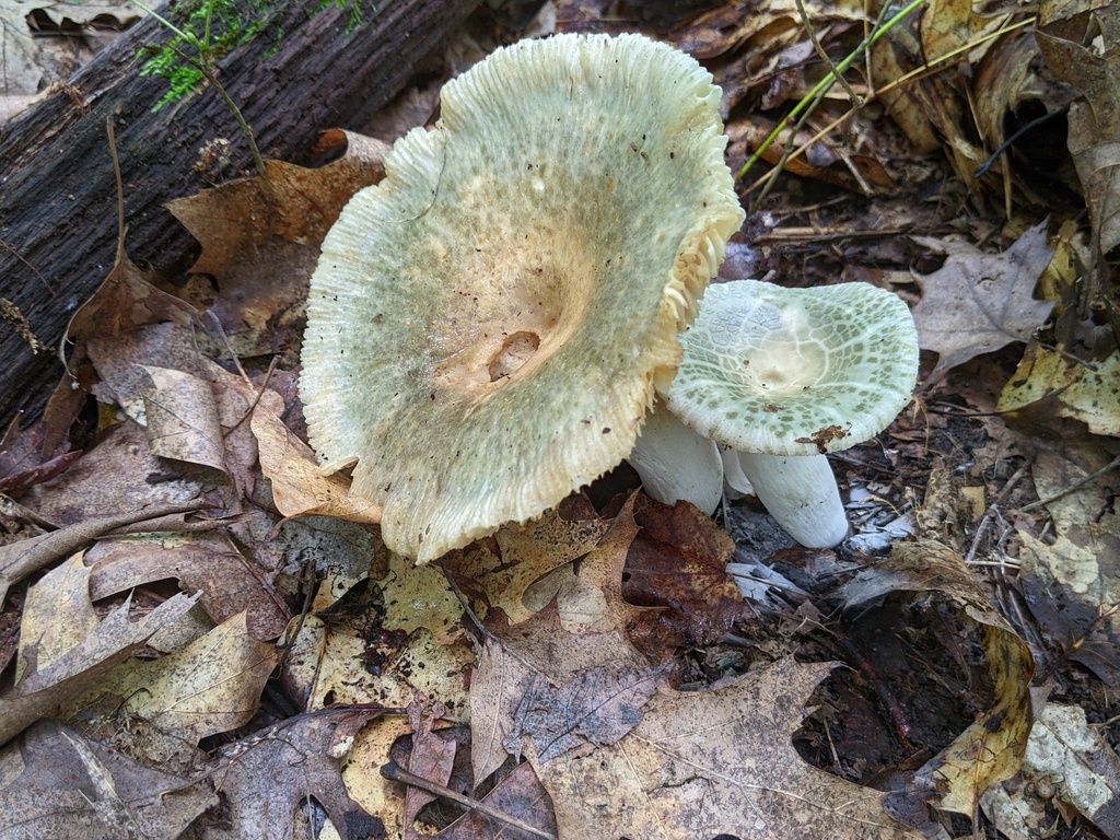 Blue-green Cracking Russula from Pontiac Lake Recreation Area on July ...