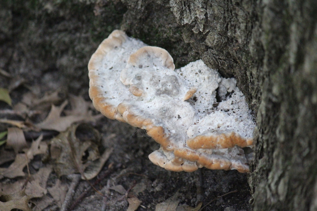 green cheese polypore from Fridley, MN, USA on August 30, 2023 at 12:35 ...