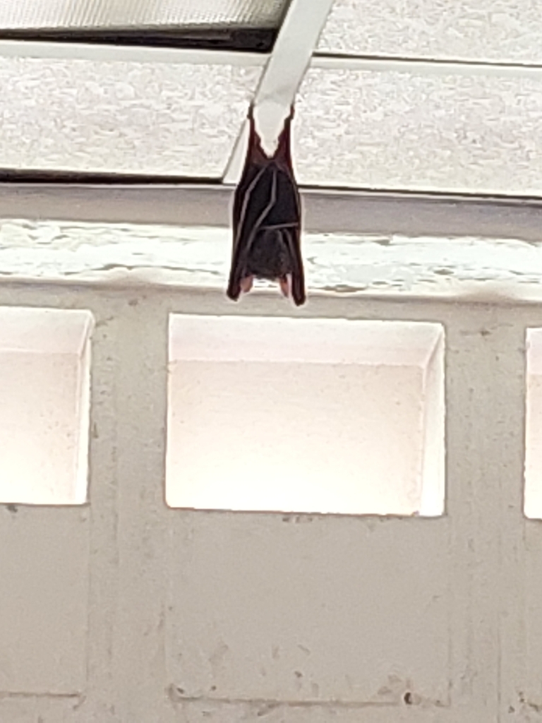 Horsfield s Fruit Bat From 11800 USM 11800 11800 Gelugor Penang Horsfield s Fruit Bat From 11800 USM 11800 11800 Gelugor Penang