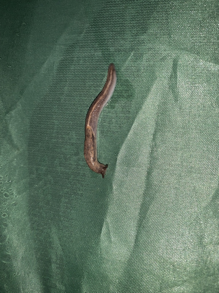 Reticulate Taildropper from Lake Superior Provincial Park, Algoma ...