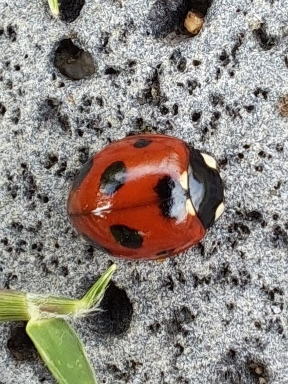 Seven-spotted Lady Beetle from Geochang-gun, Gyeongsangnam-do, South ...