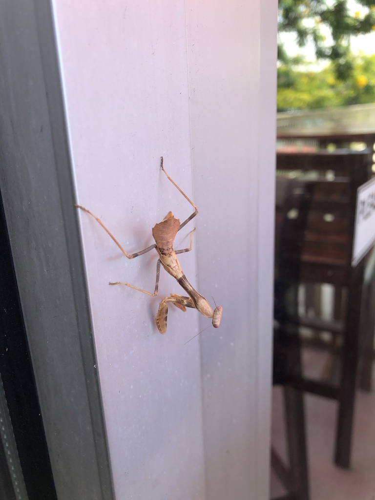 Arizona Mantis from Scranton Rd, San Diego, CA, US on August 30, 2023 ...