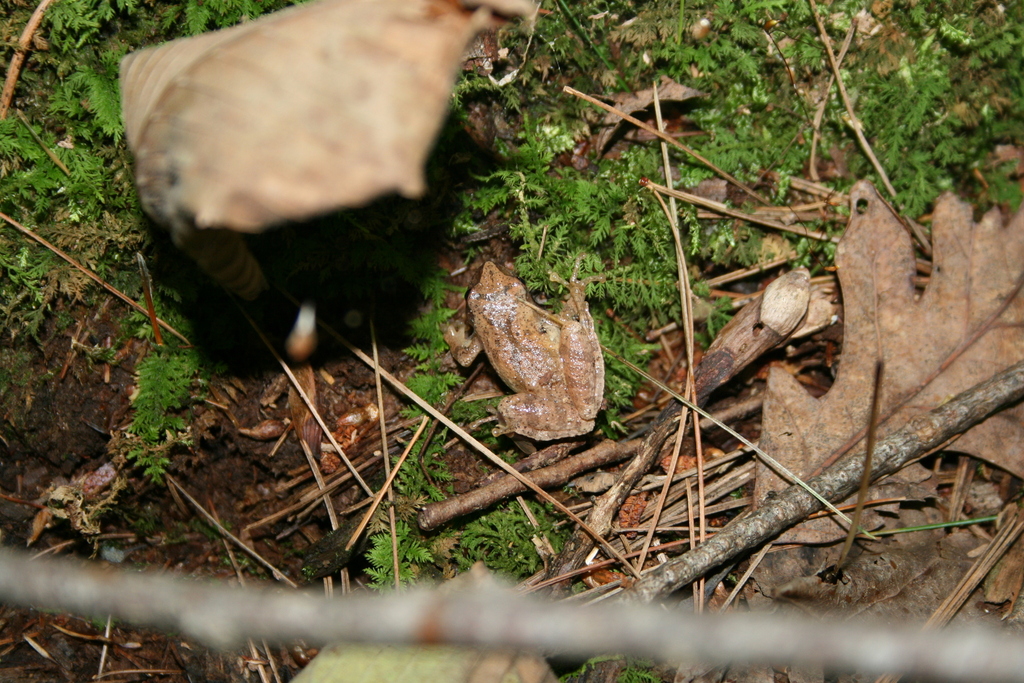 Spring Peeper from Kent County, MI, USA on August 30, 2023 at 05:28 PM ...